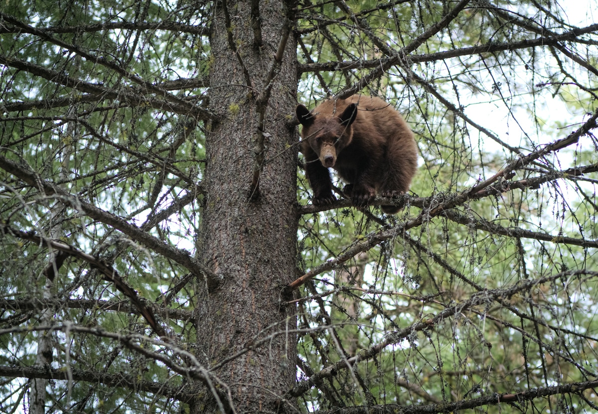 Regarding Prairie Wolves and Predator Hunting – Unique-ARs