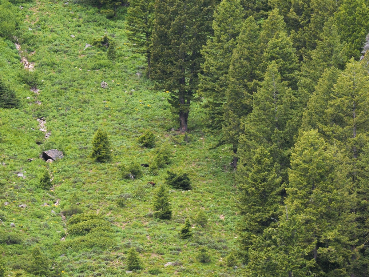 Regarding Prairie Wolves and Predator Hunting – Unique-ARs